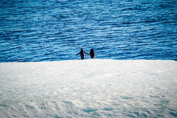 Pingwiny Adeli: Ikony Antarktycznej Przyrody